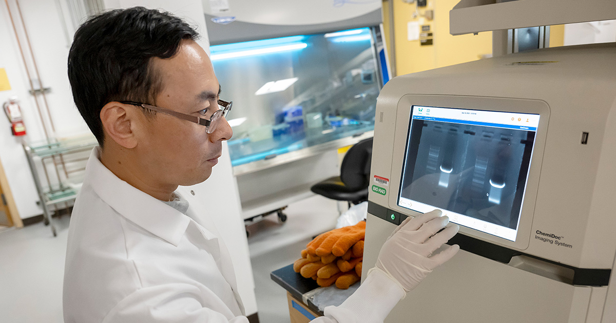 Exploring the Role of Protein Synthesis in Health | UMD Department of ...